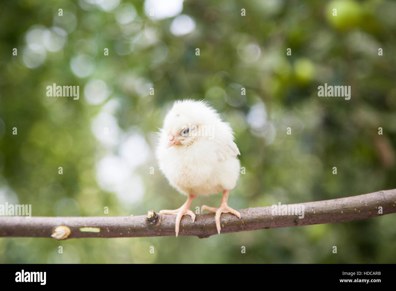 Little cute chick Stock Photo - Alamy