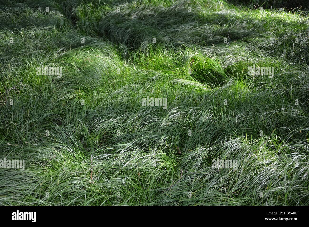 high green grass Stock Photo - Alamy