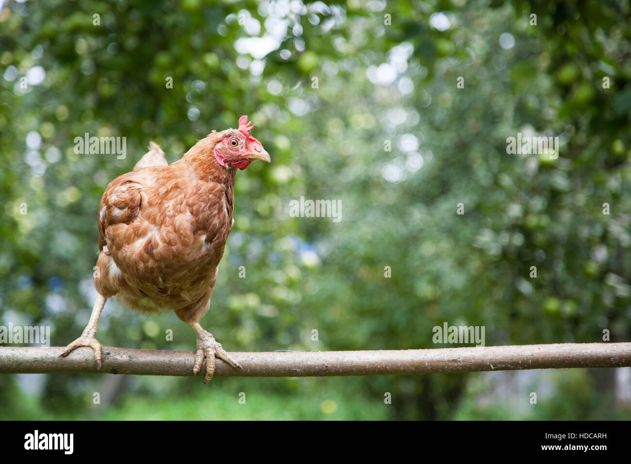 Young red pullet hen Stock Photo - Alamy