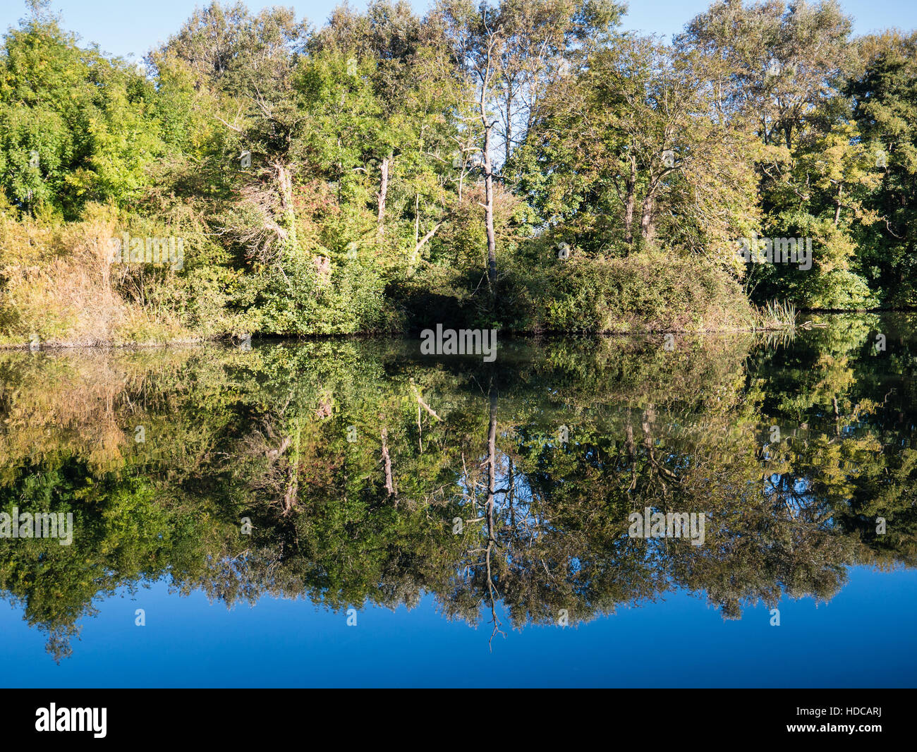 Trees in Autumn , River Thames, Sonning nr Reading, Berkshire, England ...