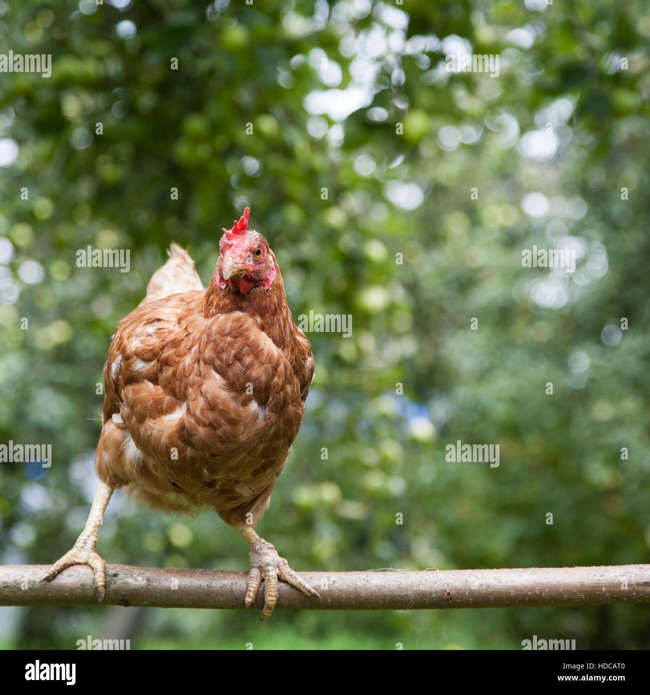 Young red pullet hen Stock Photo - Alamy