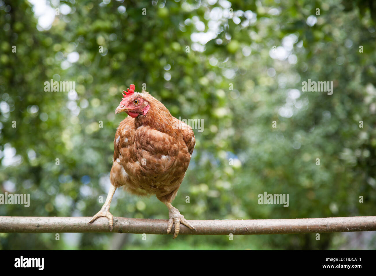 Young red pullet hen Stock Photo - Alamy
