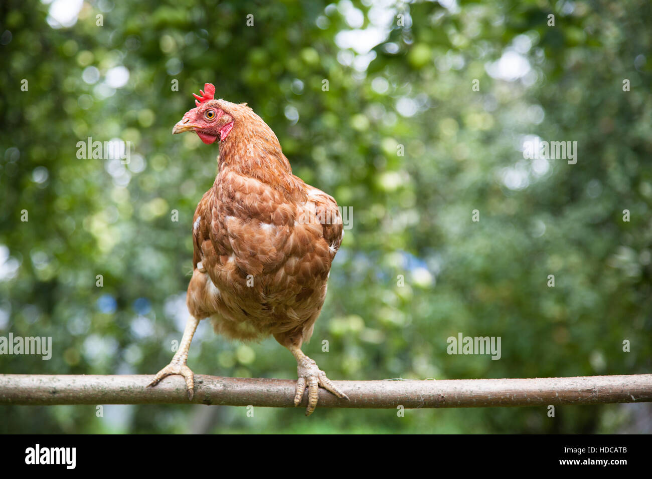 Young red pullet hen Stock Photo - Alamy
