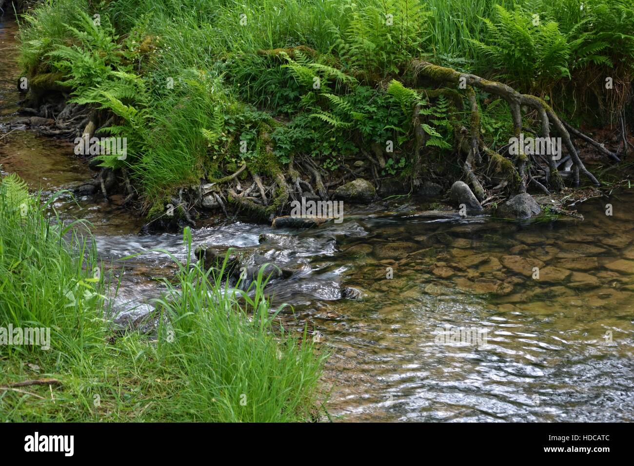 small brook in the early morning Stock Photo - Alamy