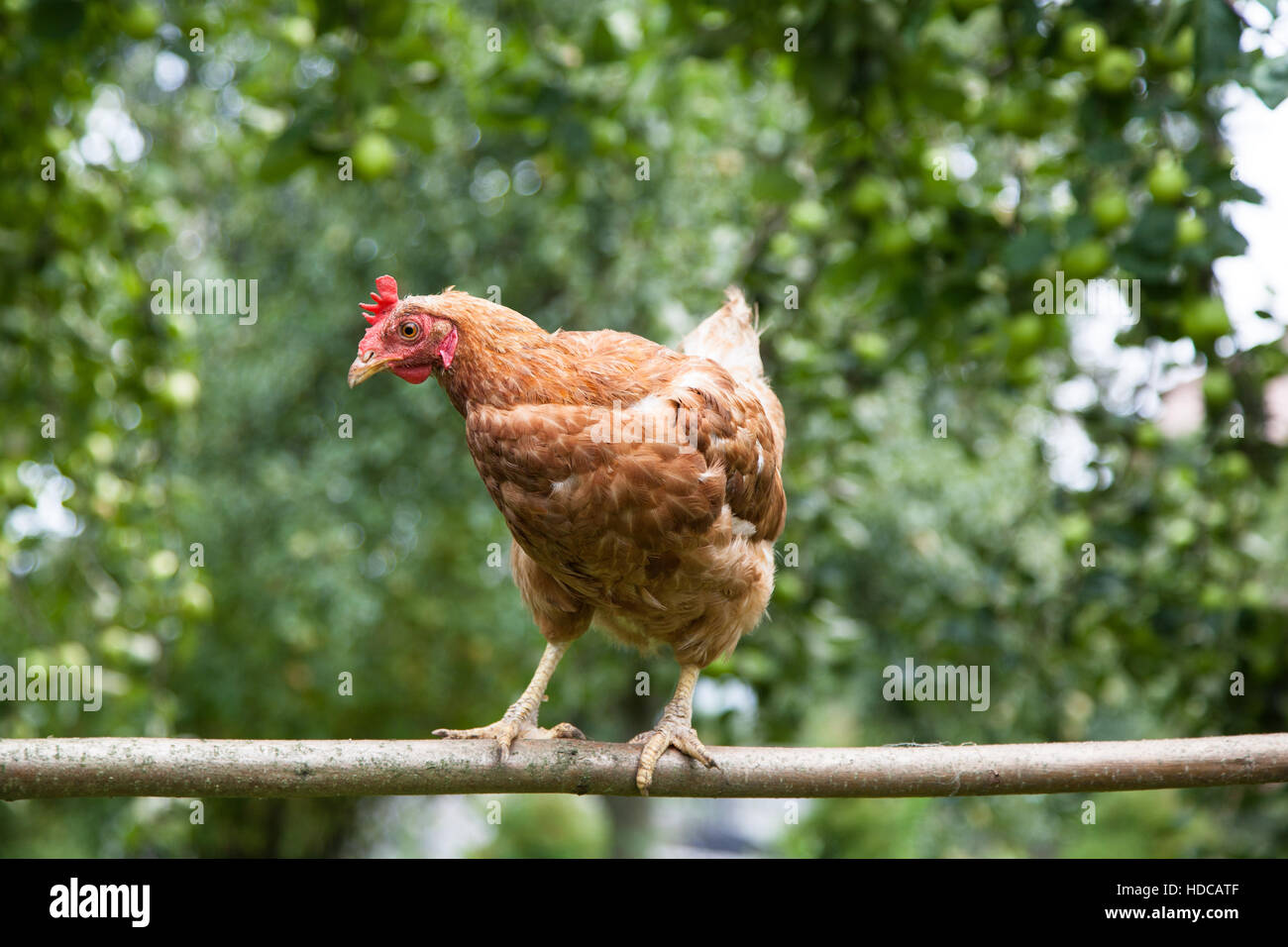 Young red pullet hen Stock Photo - Alamy