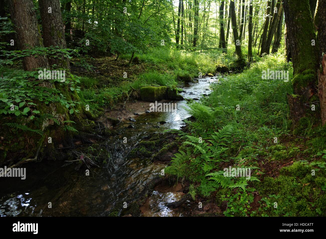 Small brook in the dark forest in the early morning Stock Photo - Alamy