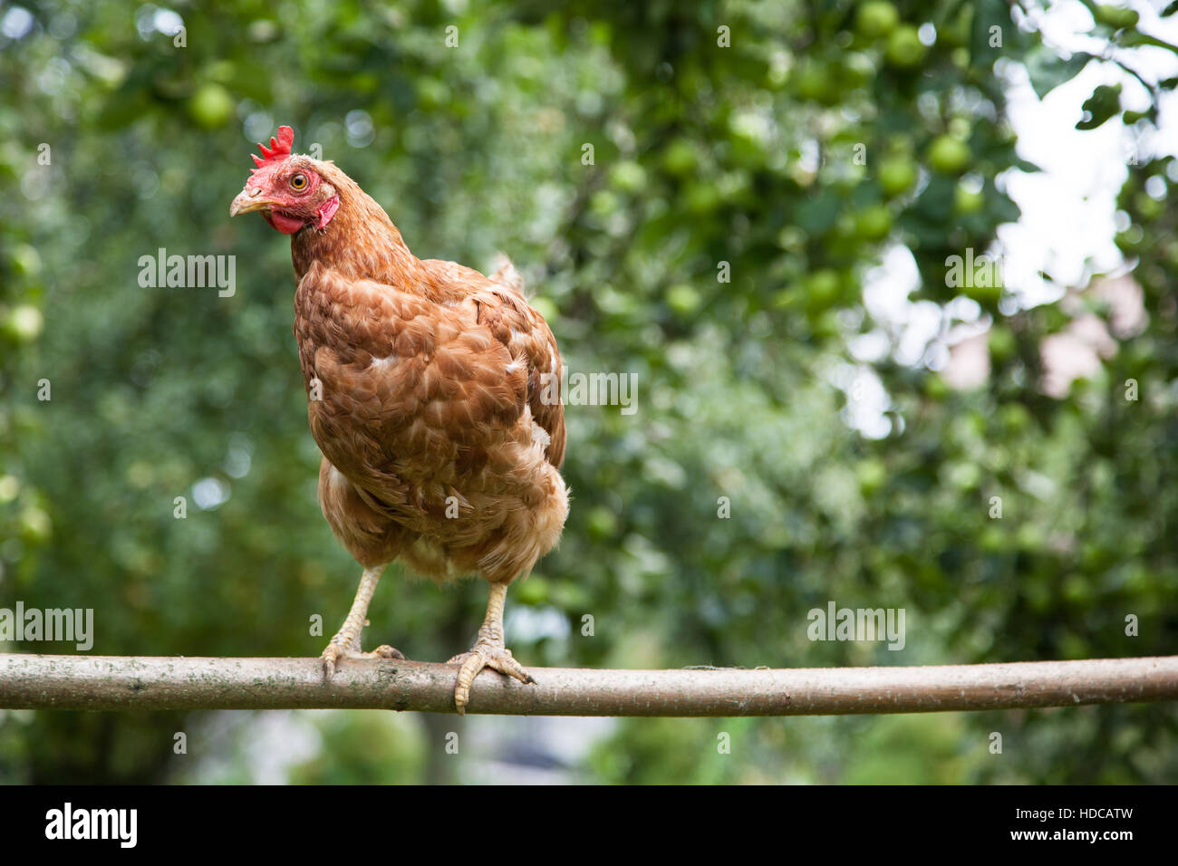 Young red pullet hen Stock Photo - Alamy
