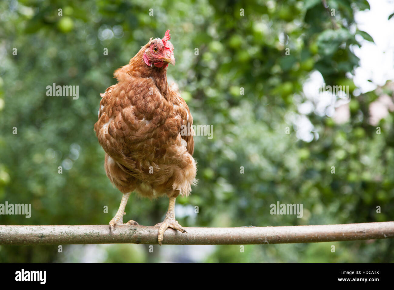 Young red pullet hen Stock Photo - Alamy