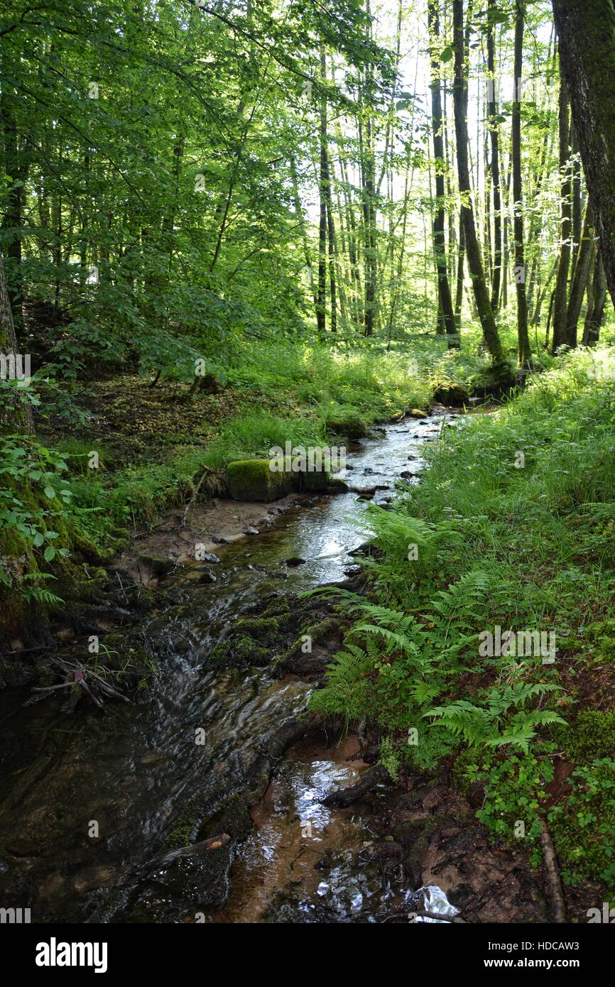 Small brook in the forest in the early morning Stock Photo - Alamy