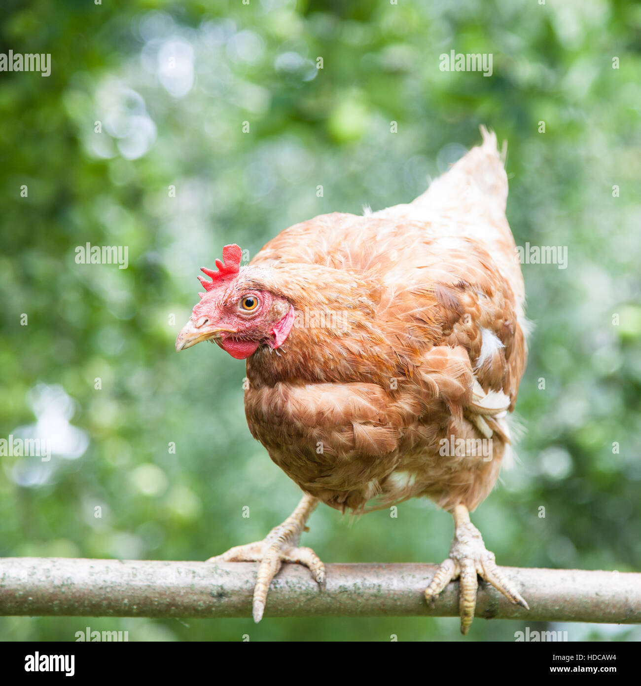 Young red pullet hen Stock Photo - Alamy