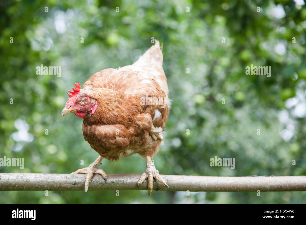 Young red pullet hen Stock Photo - Alamy