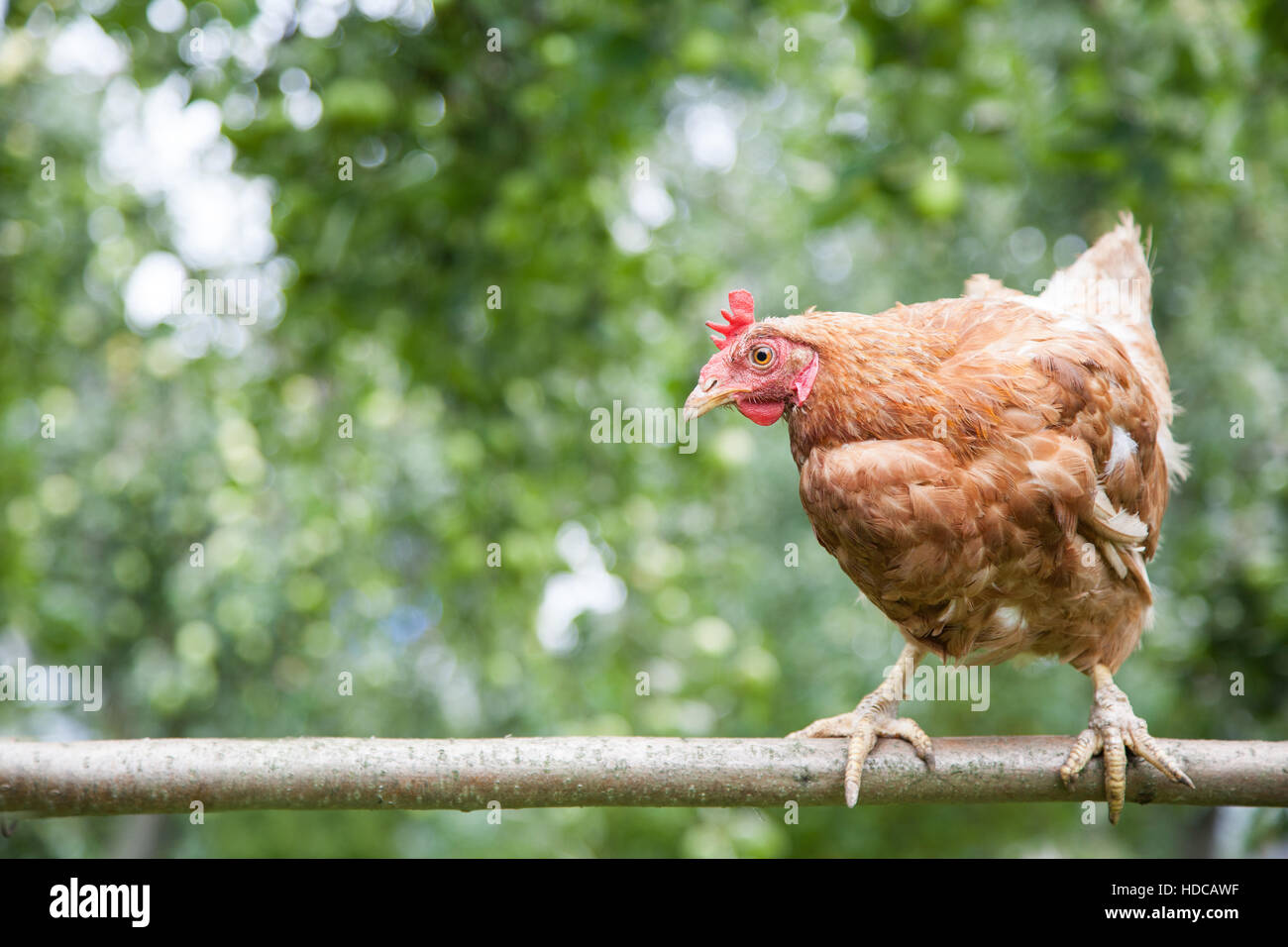 Young red pullet hen Stock Photo - Alamy