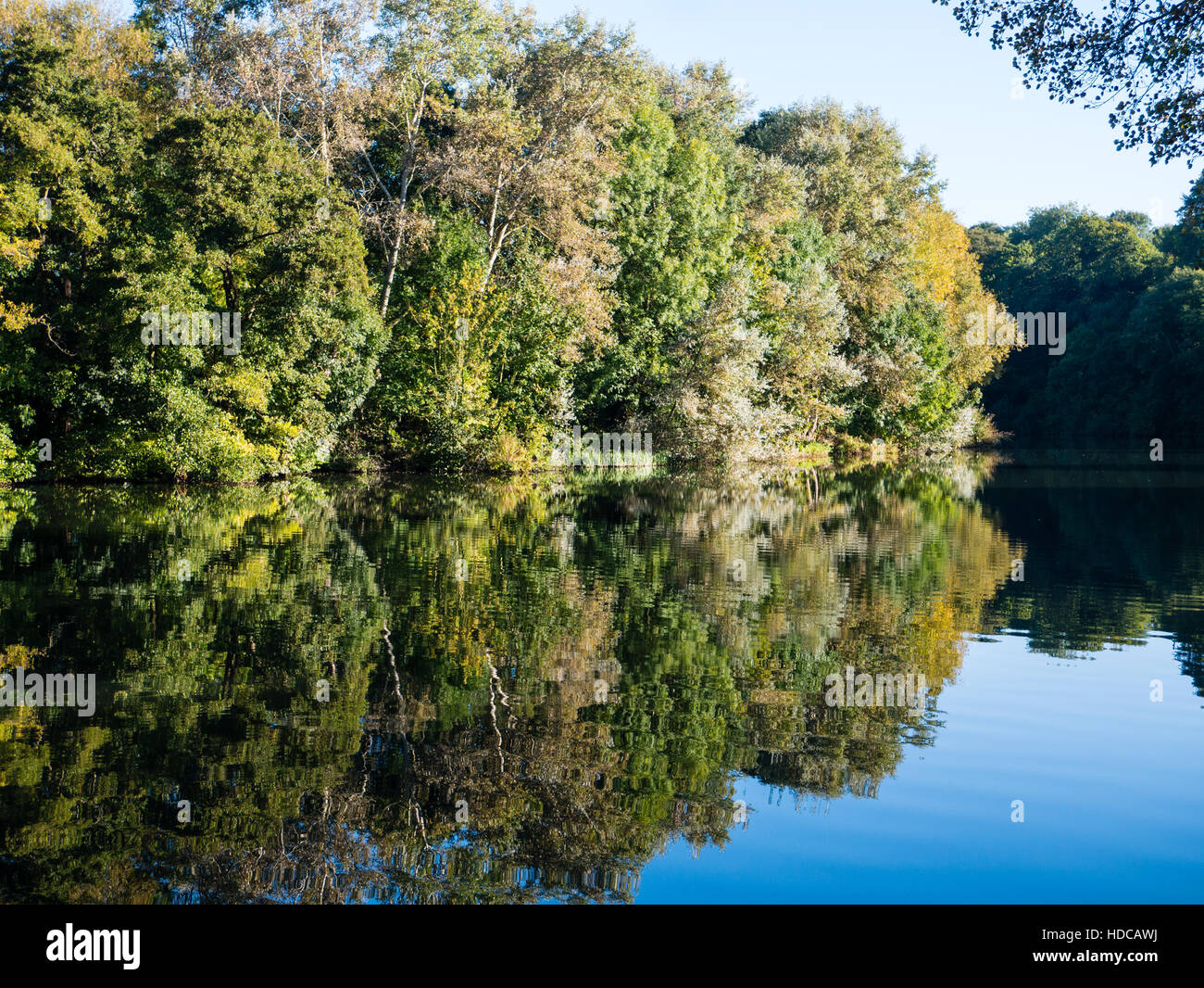 Trees in Autumn , River Thames, Sonning nr Reading, Berkshire, England ...