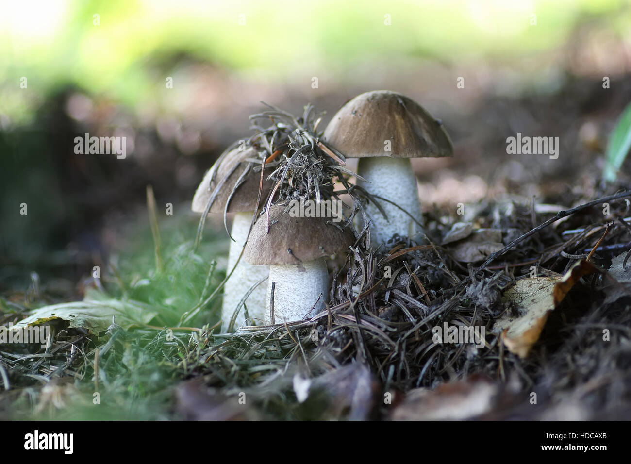 edible brown cap boletus hat mushroom Stock Photo - Alamy