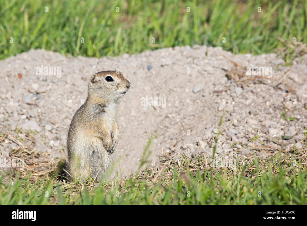 Ground squirrel hole hi-res stock photography and images - Alamy
