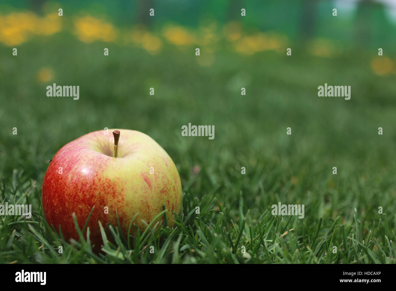 Red apple falling ground hi-res stock photography and images - Alamy