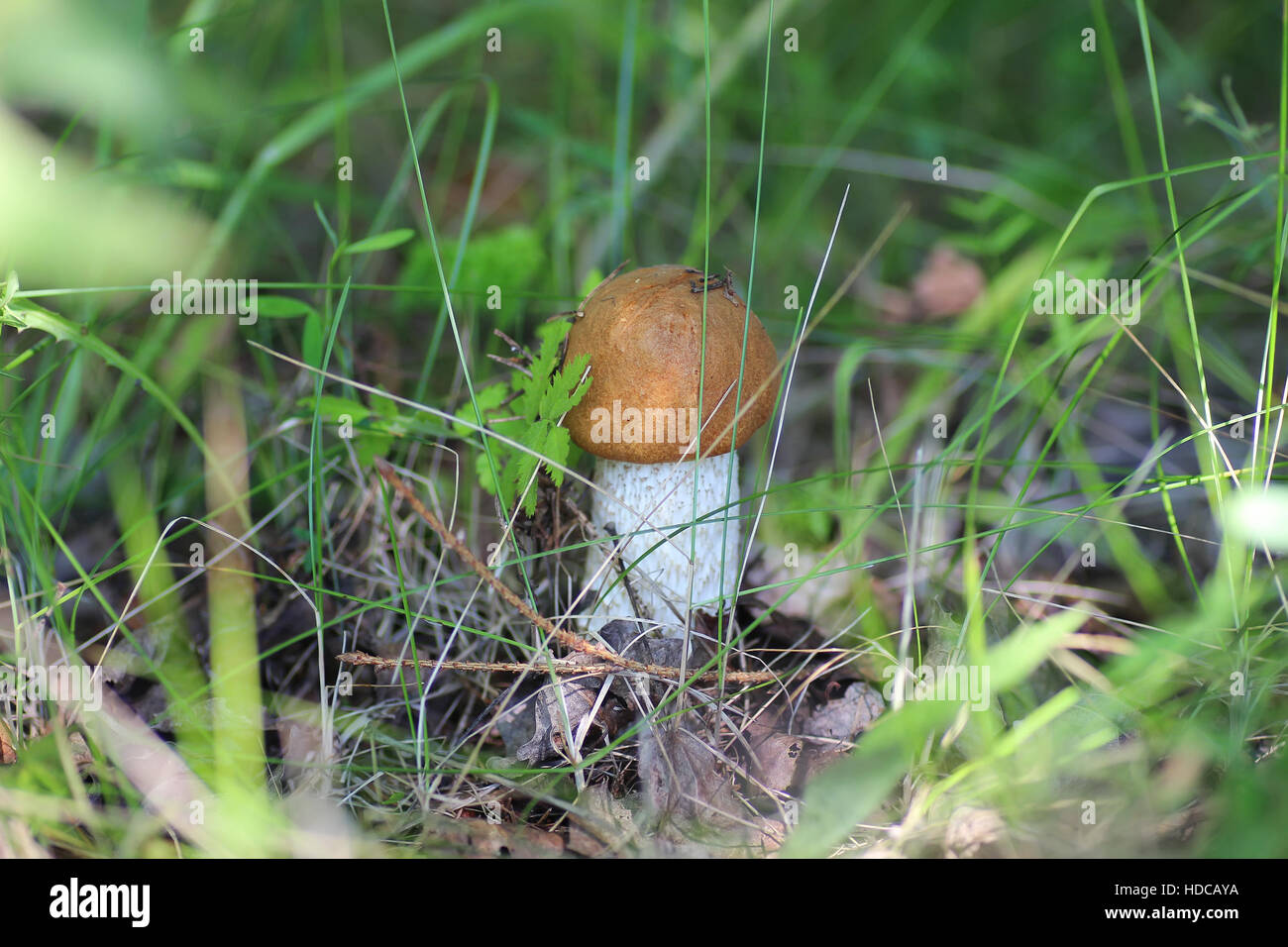 mushroom edible red hat Stock Photo - Alamy