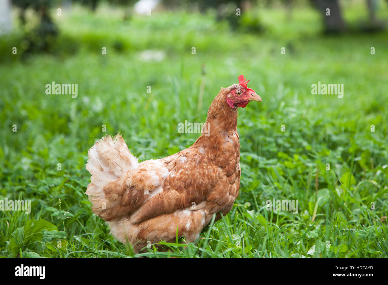 Hen sitting in nest hi-res stock photography and images - Alamy