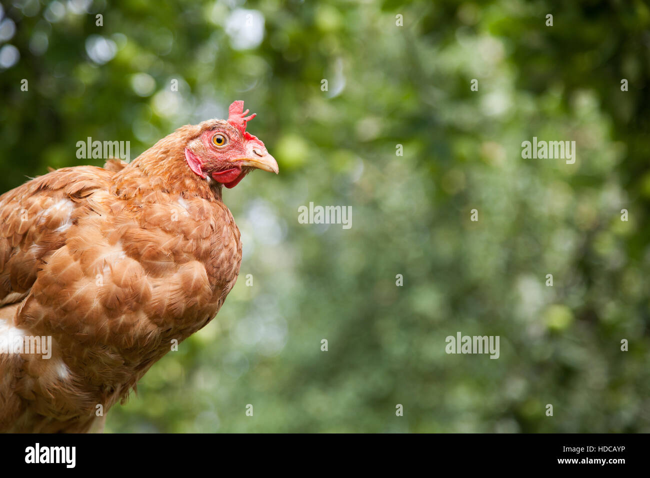 Chicken sitting in tree hi-res stock photography and images - Alamy