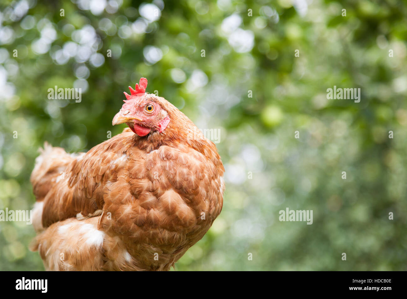 Hen in the garden Stock Photo - Alamy
