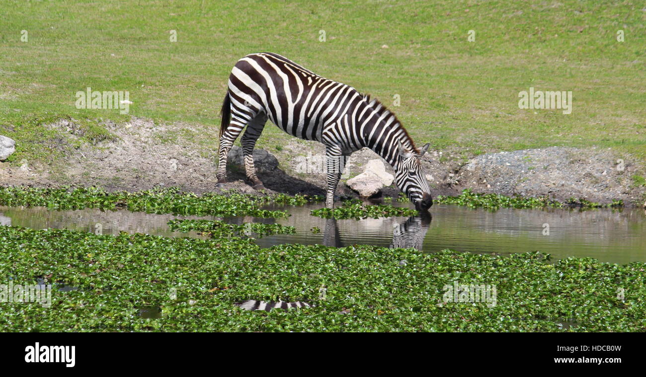 Zebra reflections hi-res stock photography and images - Alamy