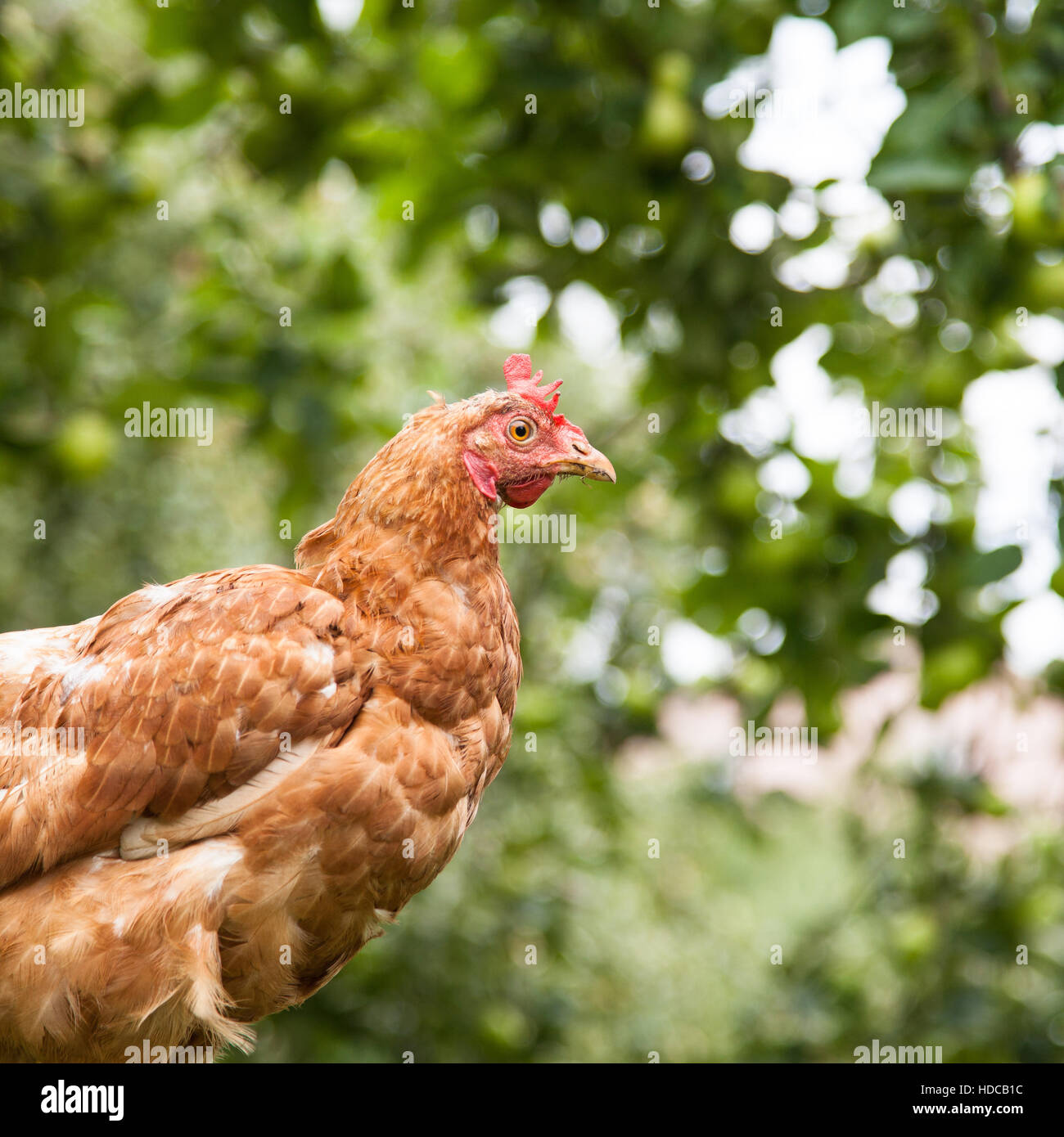 Hen in the garden Stock Photo - Alamy