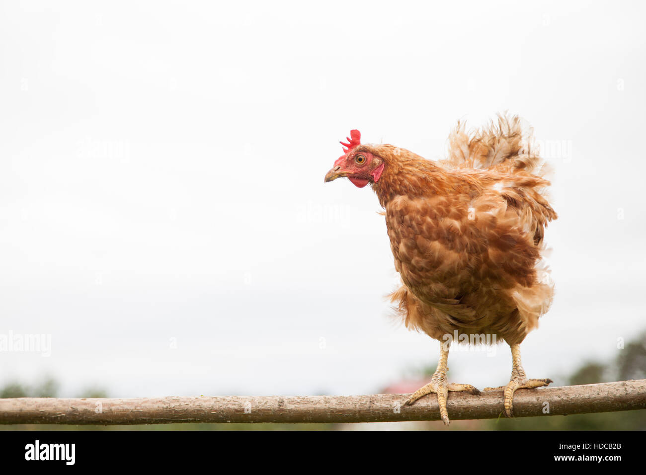Chicken coop roosting perch hi-res stock photography and images - Alamy