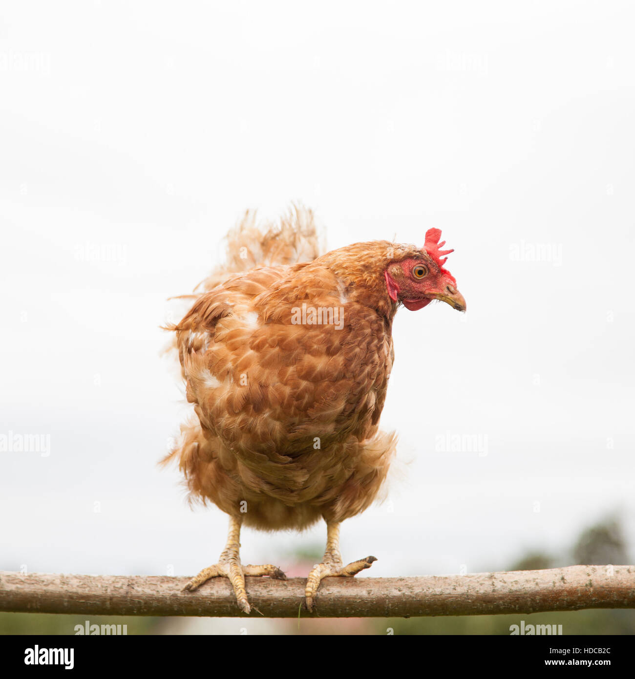 Young hen on the perch Stock Photo - Alamy