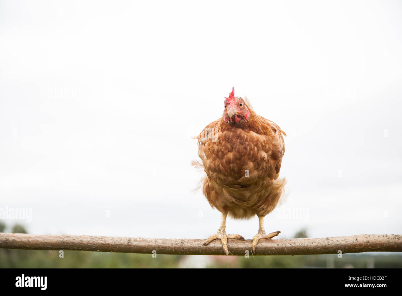 Chicken coop roosting perch hi-res stock photography and images - Alamy