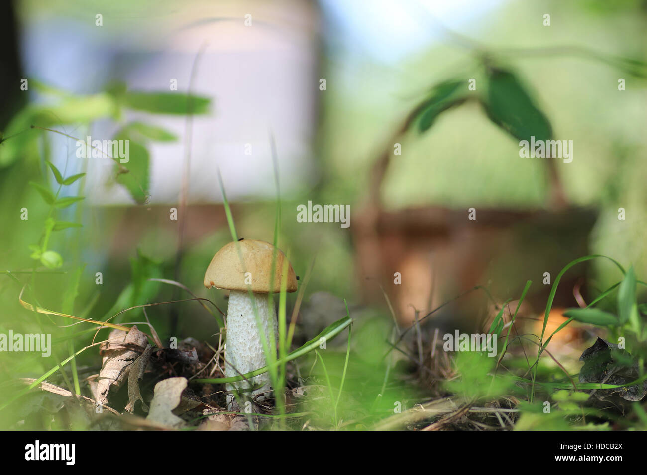 edible red hat mushroom Stock Photo - Alamy