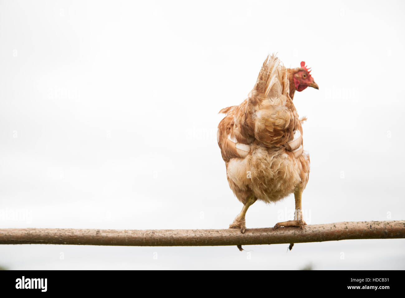 Chicken coop roosting perch hi-res stock photography and images - Alamy