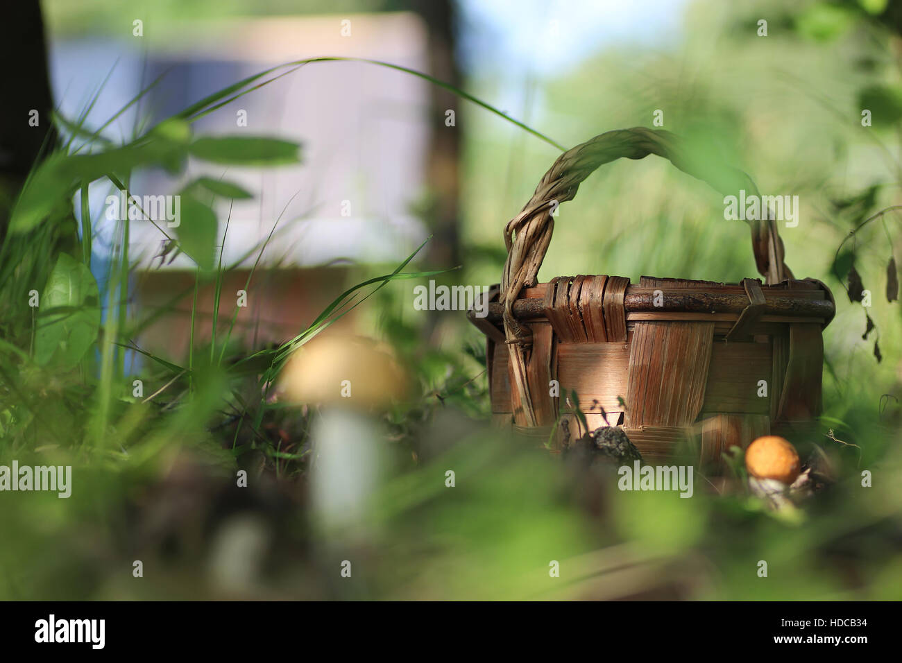 edible red hat mushroom Stock Photo - Alamy