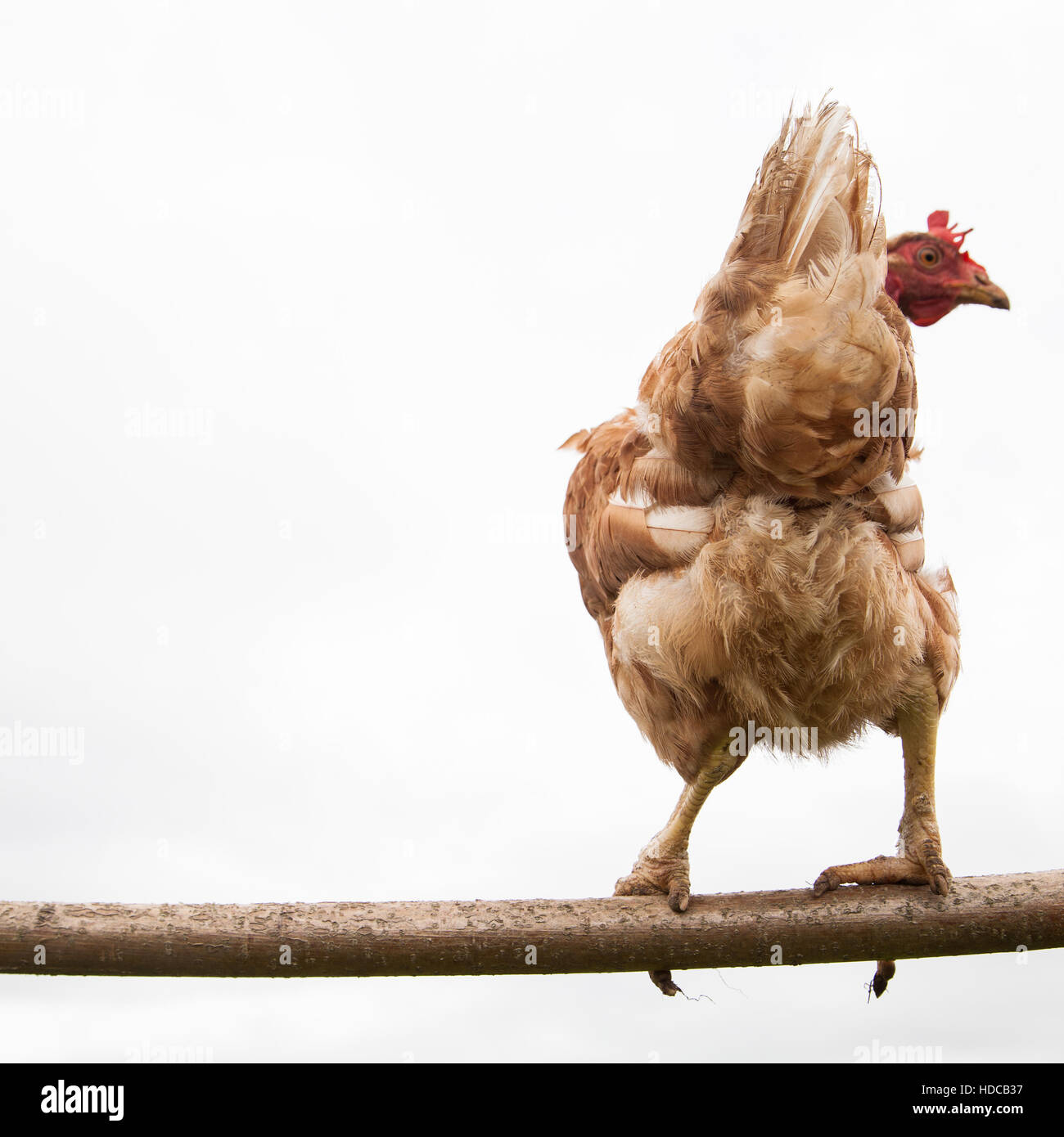 Young hen on the perch Stock Photo - Alamy