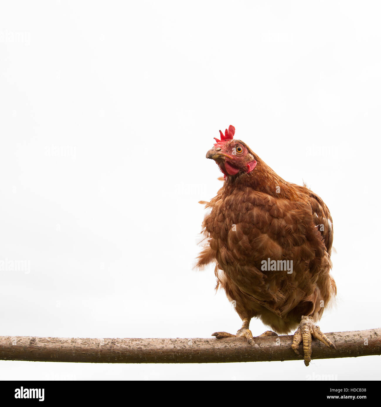Chicken coop roosting perch hi-res stock photography and images - Alamy