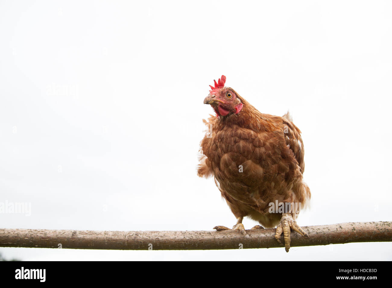 Young hen on the perch Stock Photo - Alamy