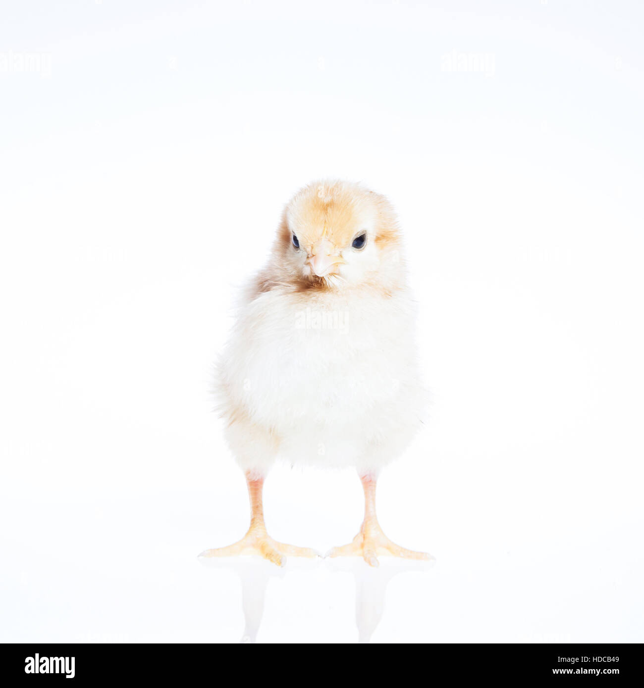 Cute little chicken Stock Photo - Alamy
