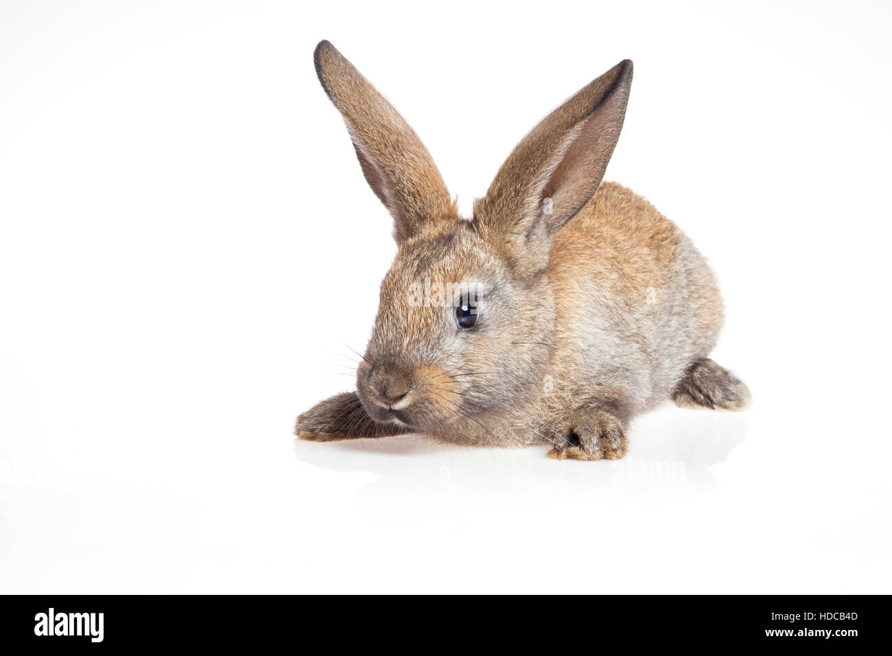 Bunny rabbit on the white background Stock Photo - Alamy