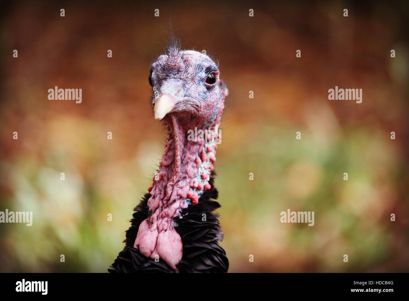 Fall turkey hi-res stock photography and images - Alamy