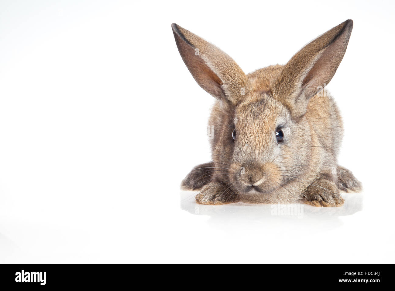 Bunny rabbit on the white background Stock Photo - Alamy