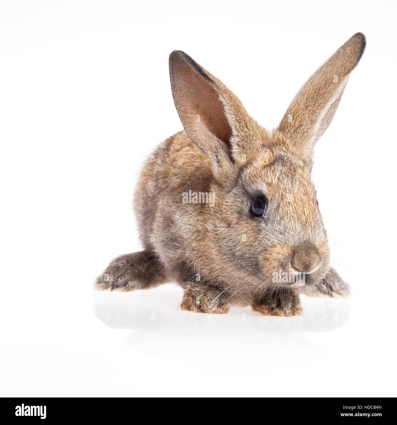 Bunny rabbit on the white background Stock Photo - Alamy