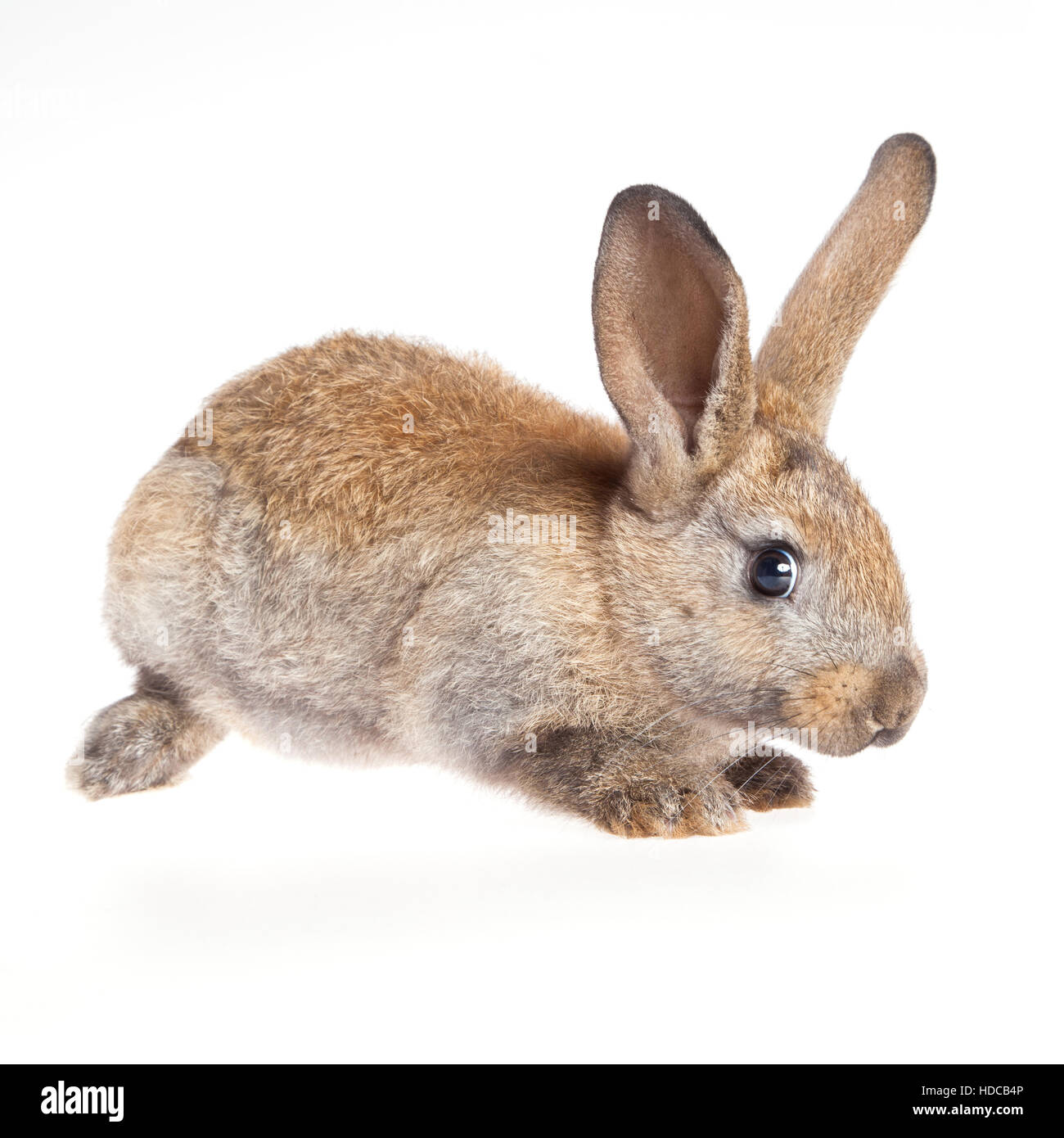 Bunny rabbit on the white background Stock Photo - Alamy