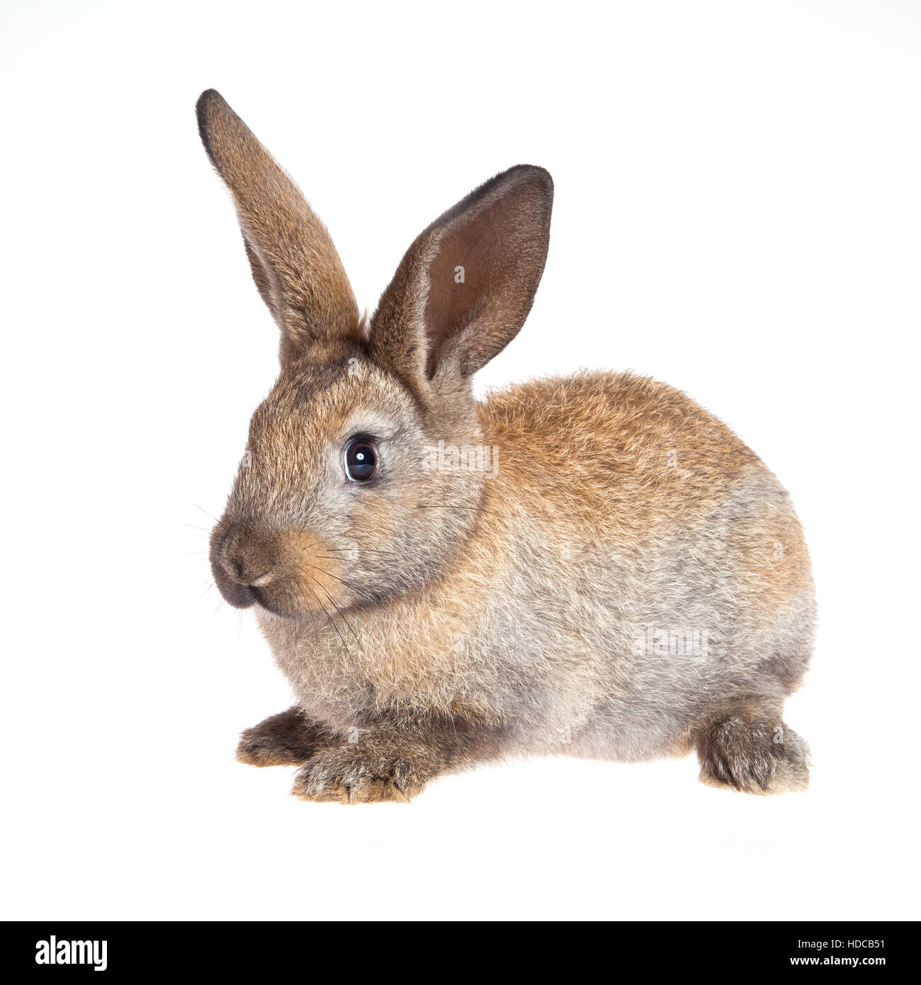 Bunny rabbit on the white background Stock Photo - Alamy
