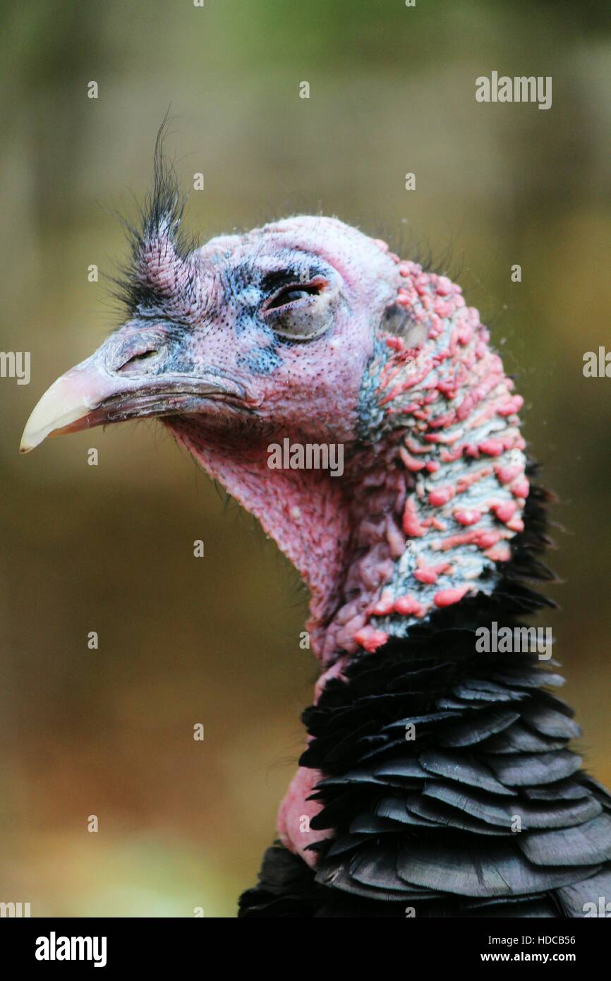 Evil eye turkey hi-res stock photography and images - Alamy