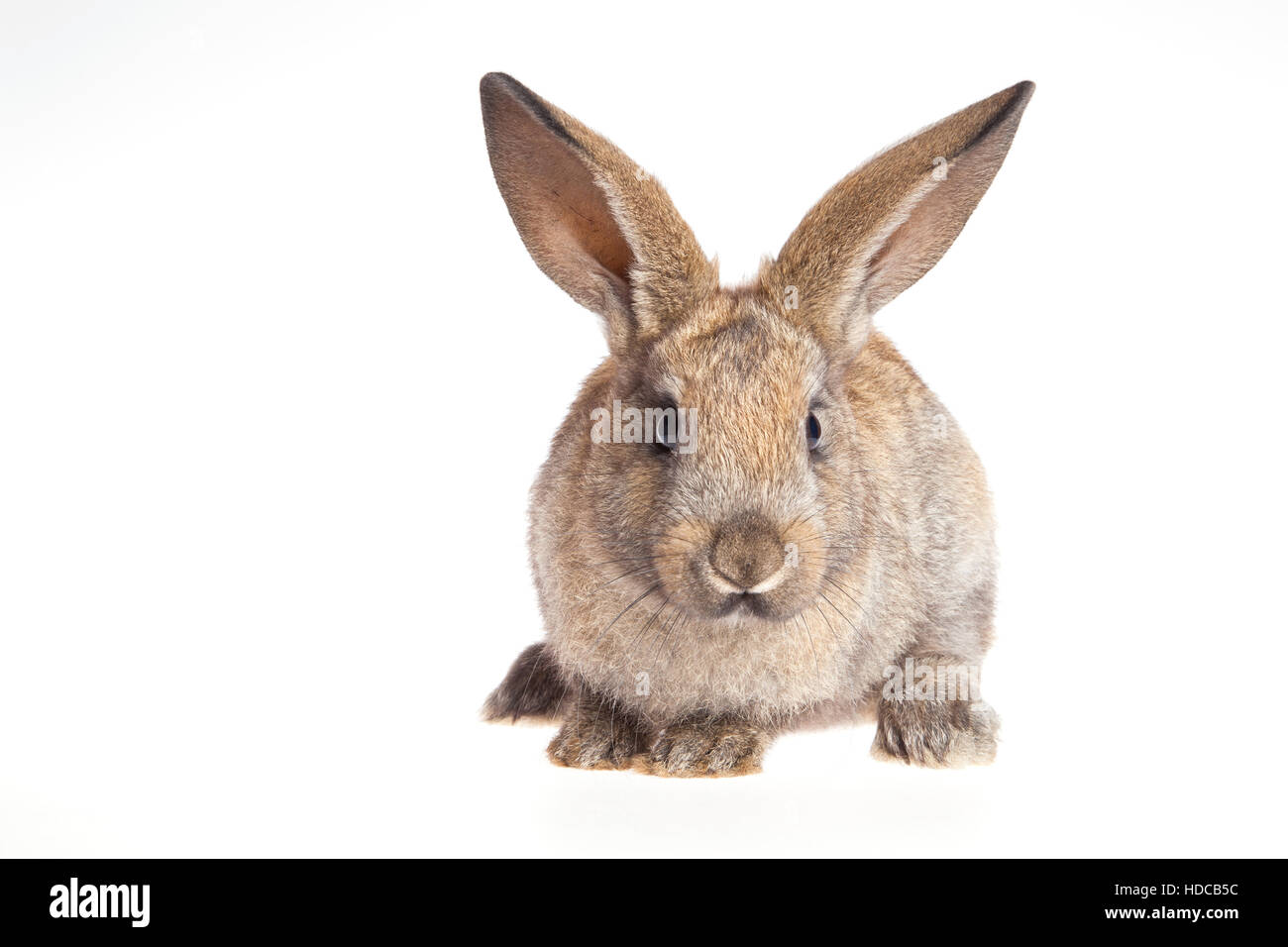 Bunny rabbit on the white background Stock Photo - Alamy