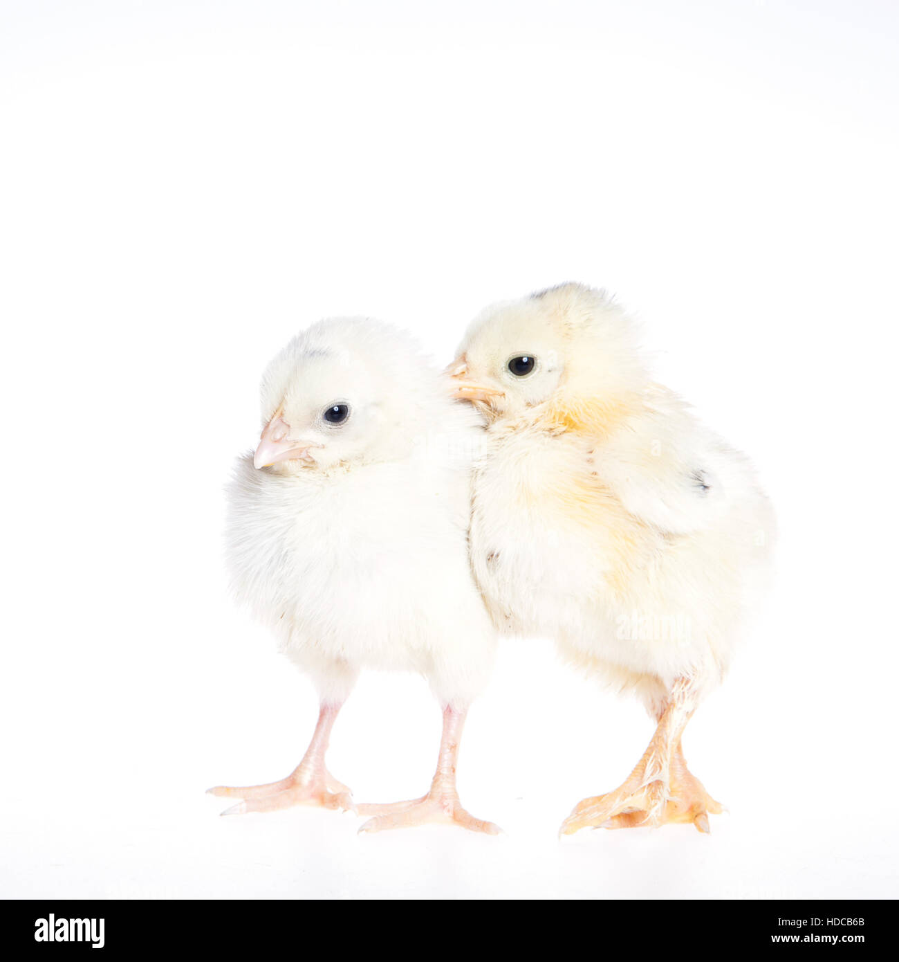 Two cute chicks Stock Photo - Alamy