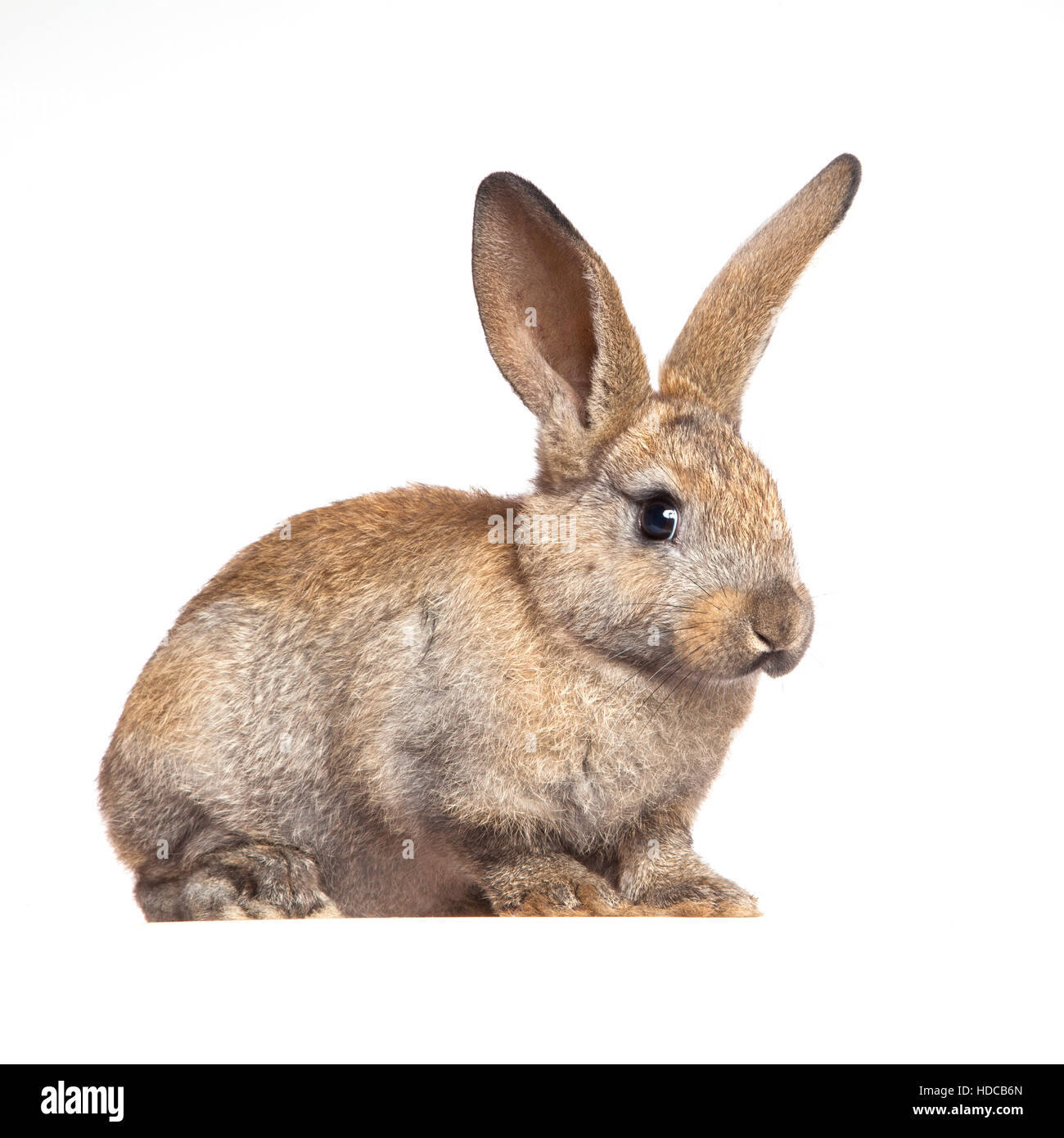 Bunny rabbit on the white background Stock Photo - Alamy