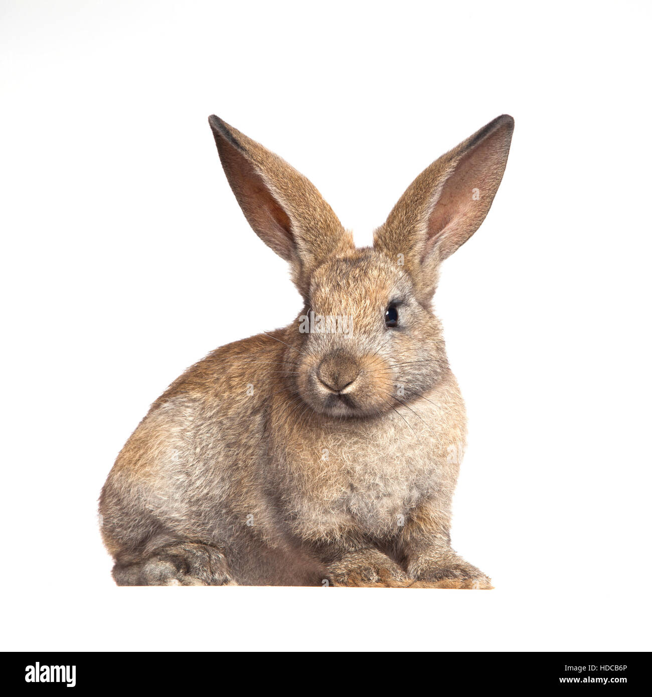 Bunny rabbit on the white background Stock Photo - Alamy