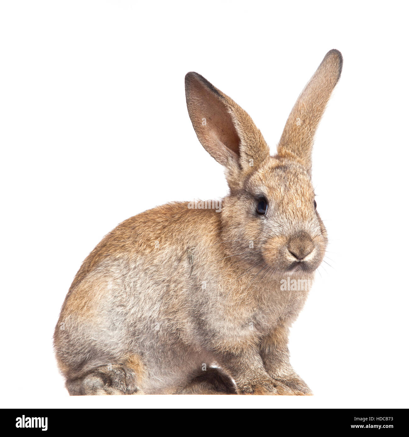 Bunny rabbit on the white background Stock Photo - Alamy