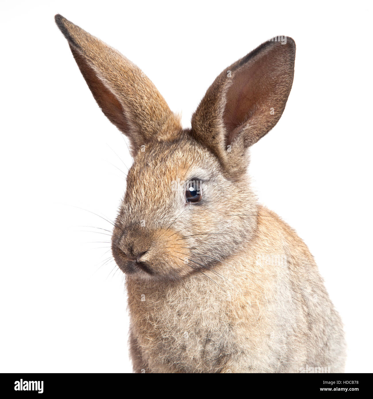 Bunny rabbit on the white background Stock Photo - Alamy