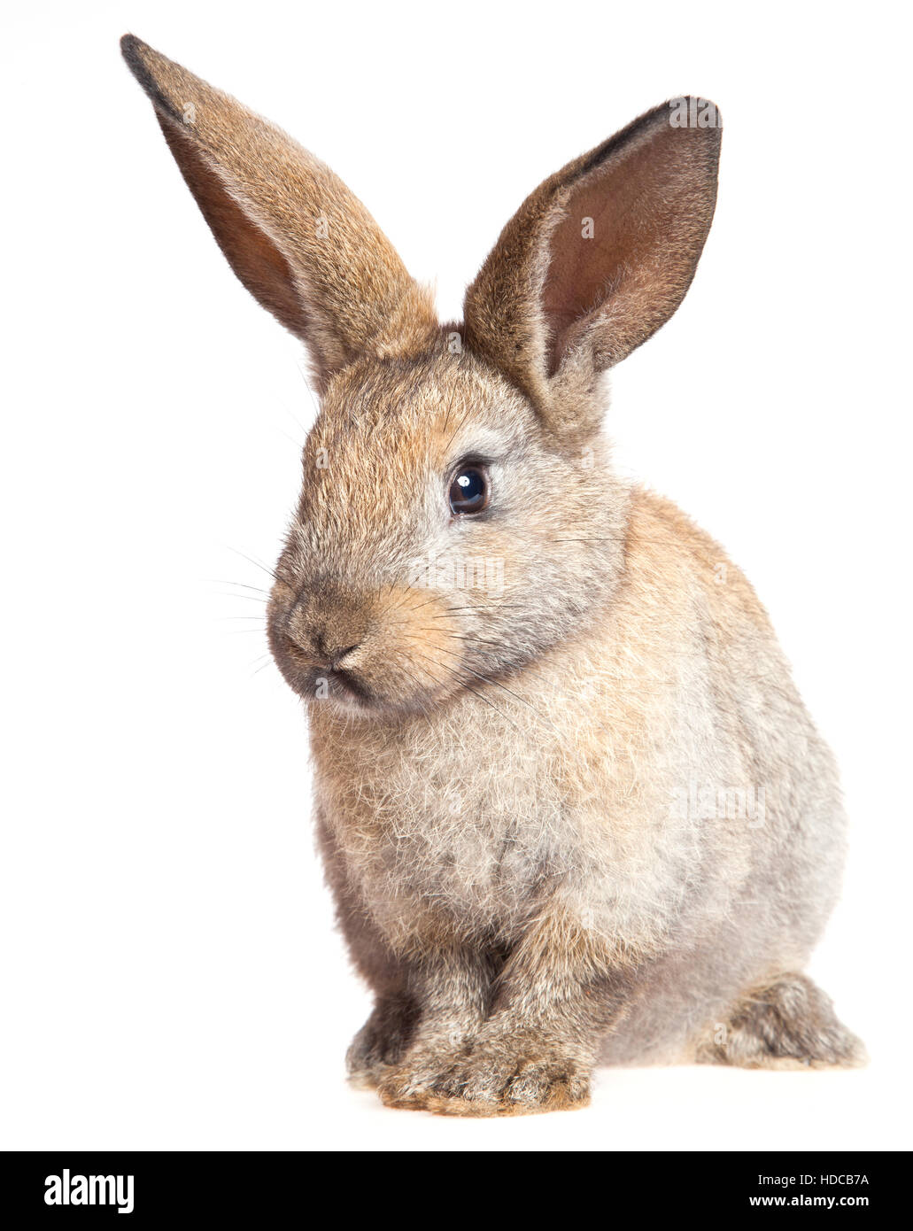 Bunny rabbit on the white background Stock Photo - Alamy